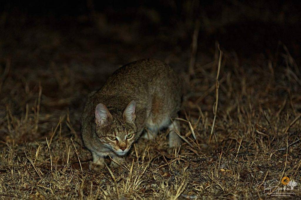 Portfolio - Predators Photographs - African Wild Cat - Kruger National ...