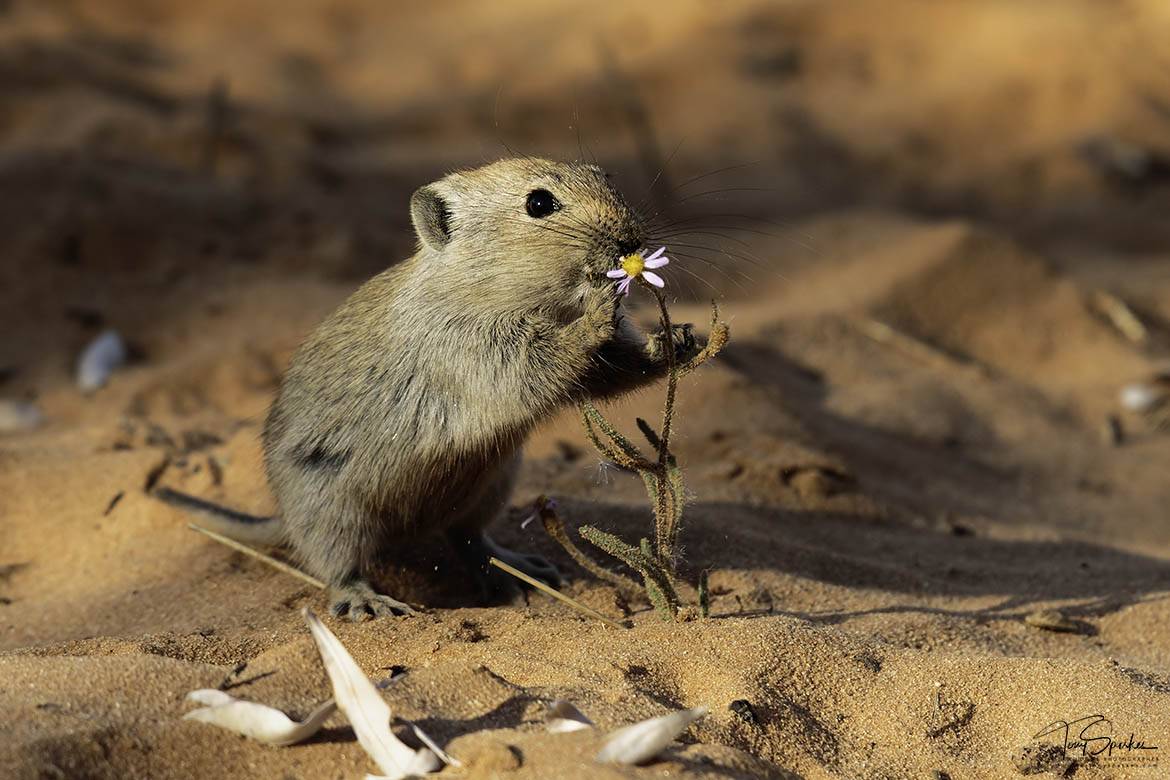 Brants_Whistling_Rat_20150803_1405_© | Tony Sparkes Wildlife ...