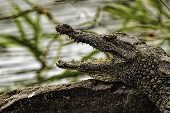 Crocodile-20140328_5558 | Tony Sparkes Wildlife & Photographic Safaris