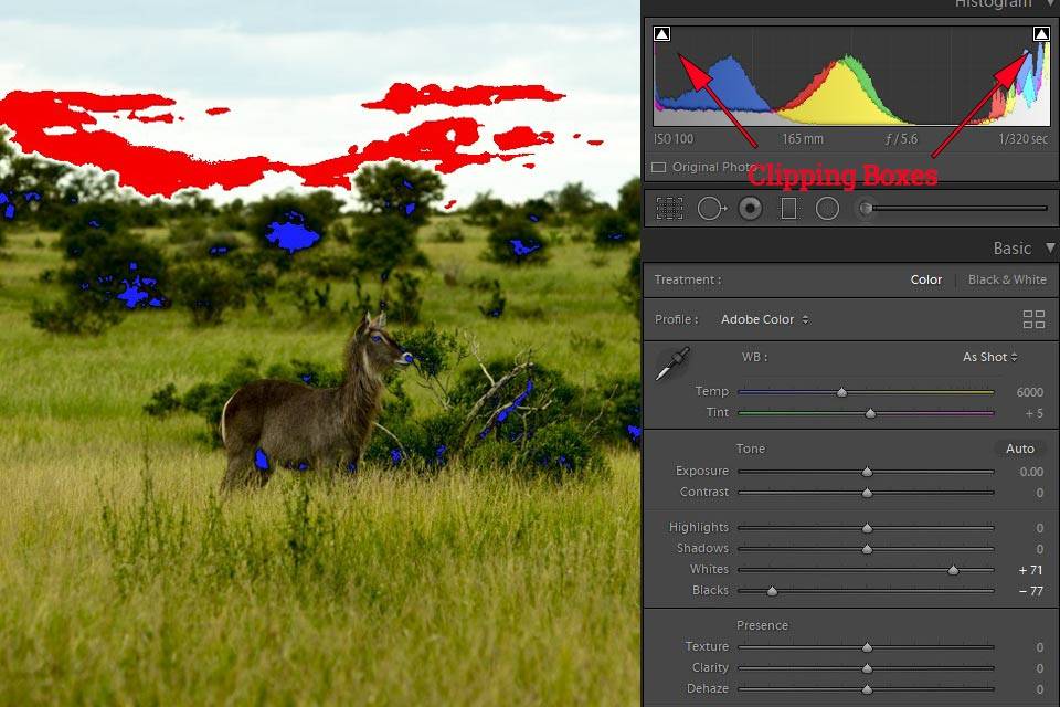 Clipping Boxes | Tony Sparkes Wildlife & Photographic Safaris