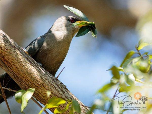 Green Malkoa | Tony Sparkes Wildlife & Photographic Safaris